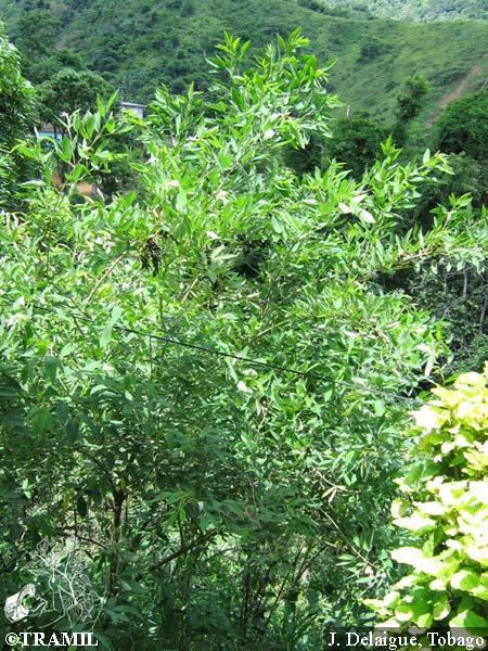 Cajanus cajan | TRAMIL