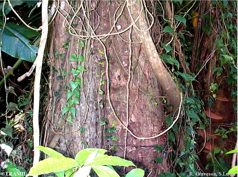 Carapa guianensis | TRAMIL