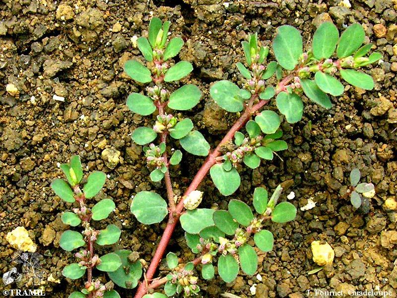 Chamaesyce prostrata | TRAMIL