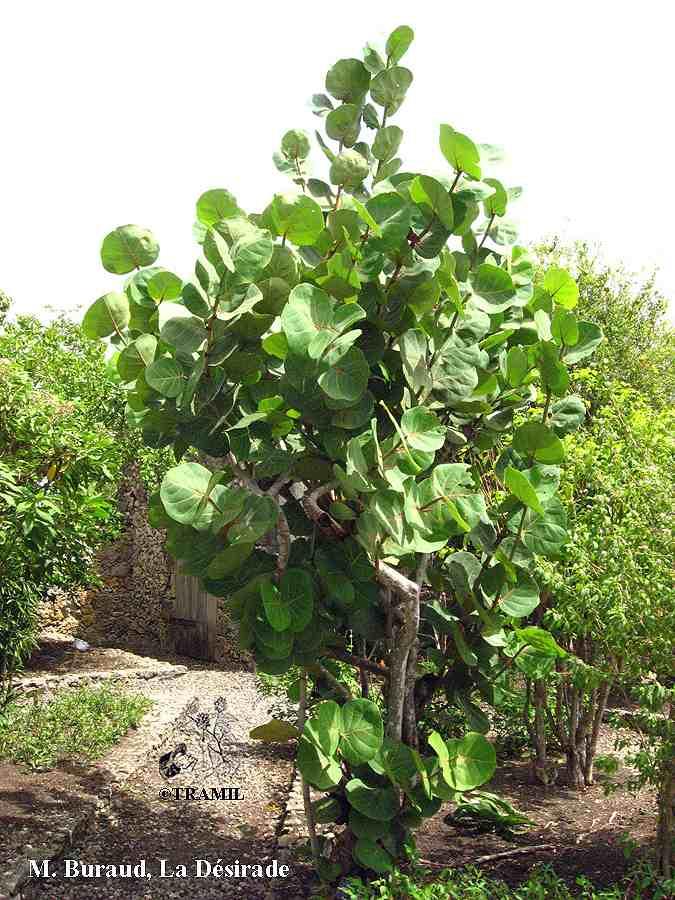 Coccoloba uvifera | TRAMIL