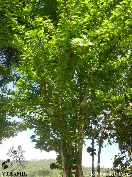 Crescentia cujete | TRAMIL