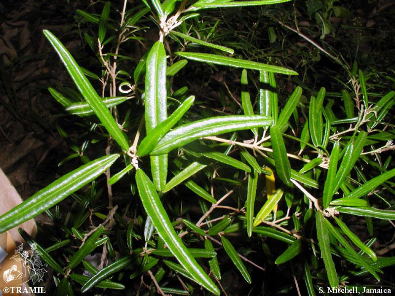 Croton linearis | TRAMIL
