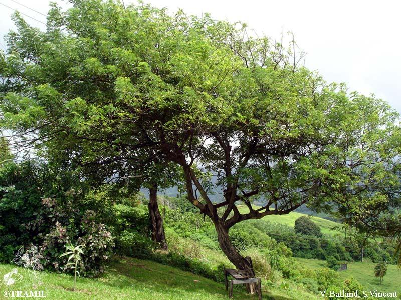 Gliricidia sepium | TRAMIL