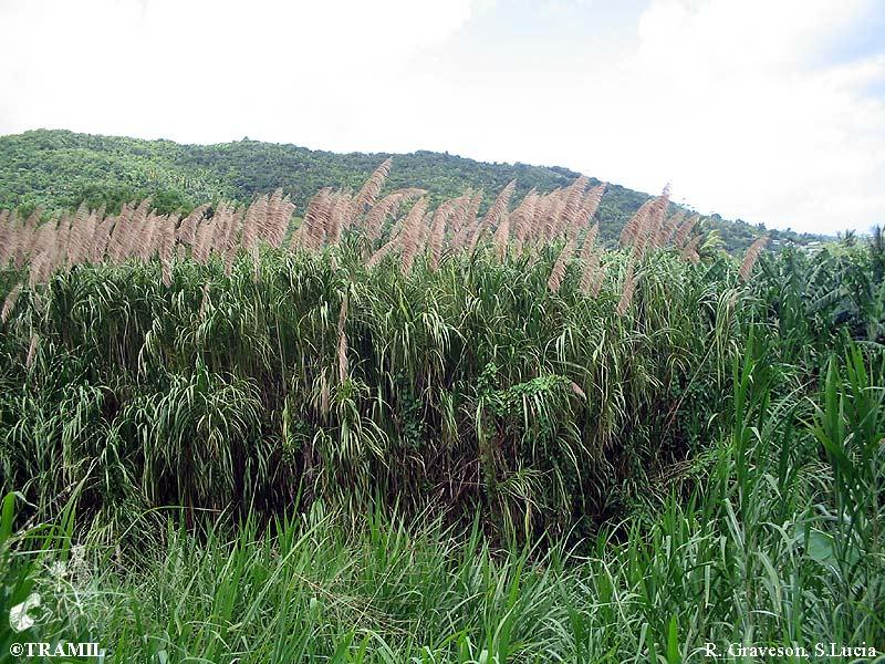 Gynerium sagittatum | TRAMIL
