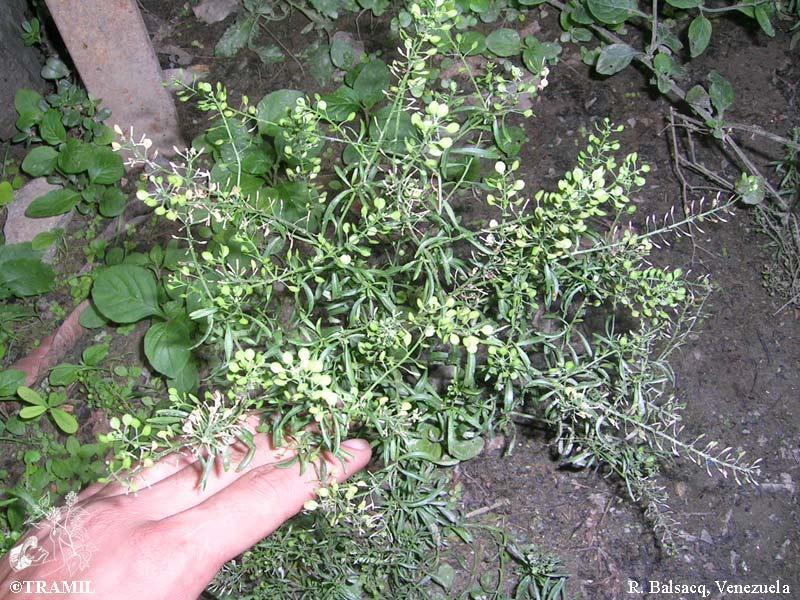 Lepidium virginicum | TRAMIL
