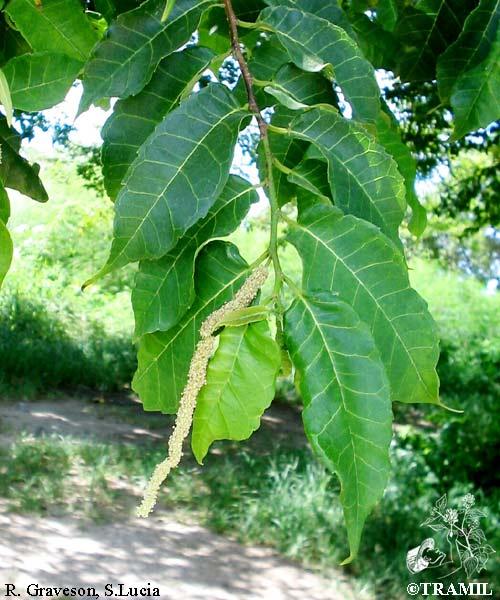 Maclura tinctoria | TRAMIL
