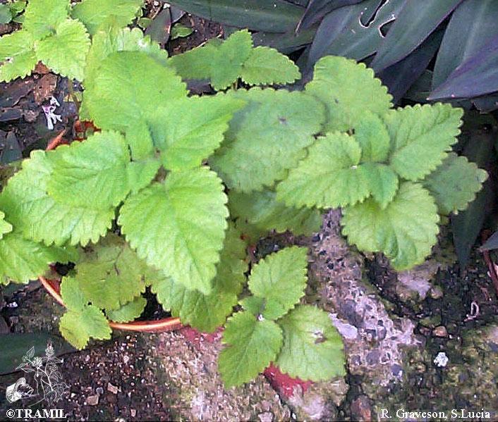 Melissa officinalis | TRAMIL