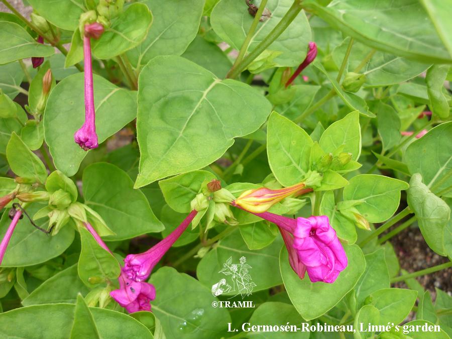Mirabilis jalapa | TRAMIL