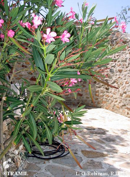 Nerium oleander | TRAMIL