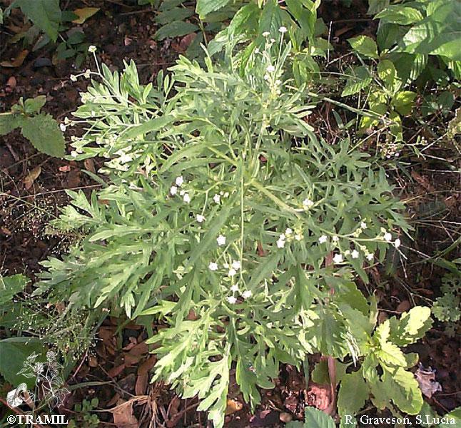 Parthenium hysterophorus | TRAMIL