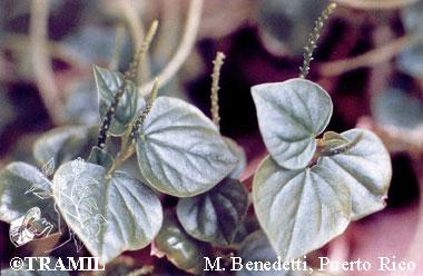 Peperomia pellucida | TRAMIL