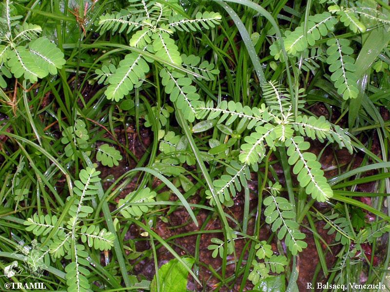 Phyllanthus amarus | TRAMIL