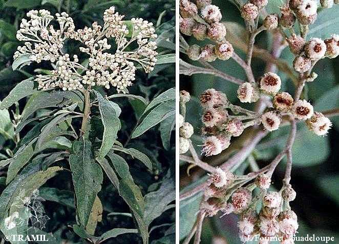 Pluchea carolinensis | TRAMIL