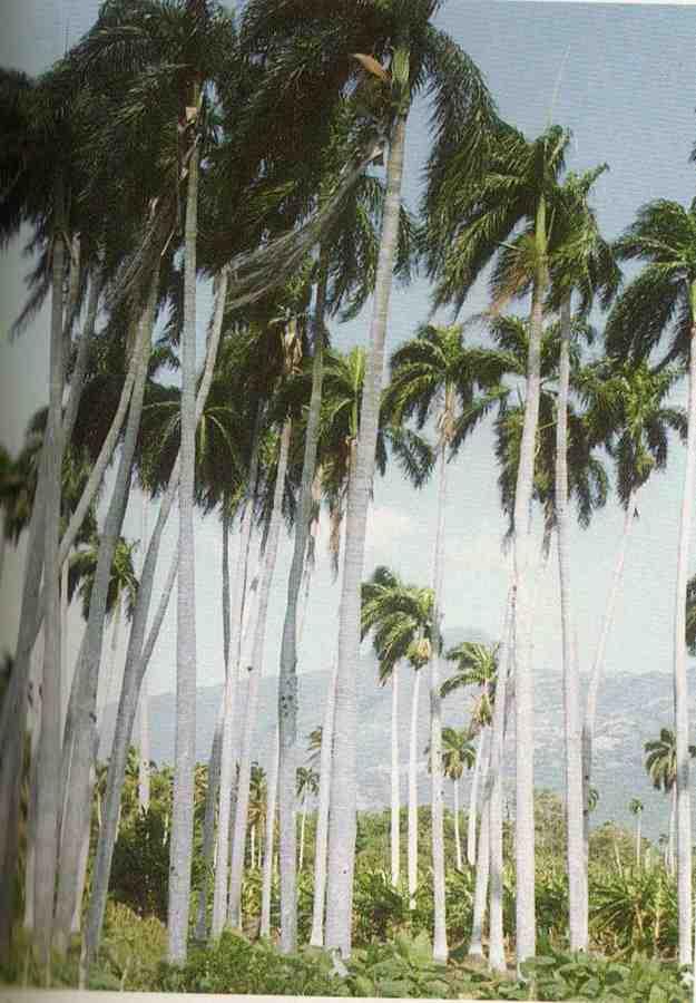 Roystonea hispaniolana | TRAMIL