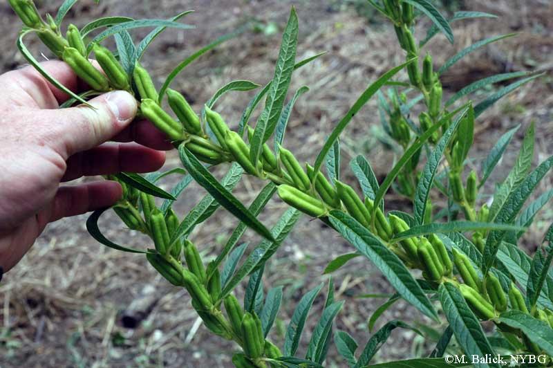 Sesamum indicum | TRAMIL