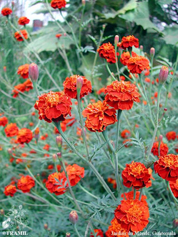 Tagetes erecta | TRAMIL