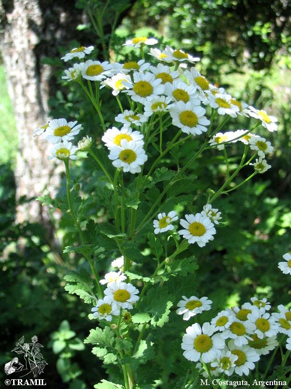 Tanacetum parthenium | TRAMIL